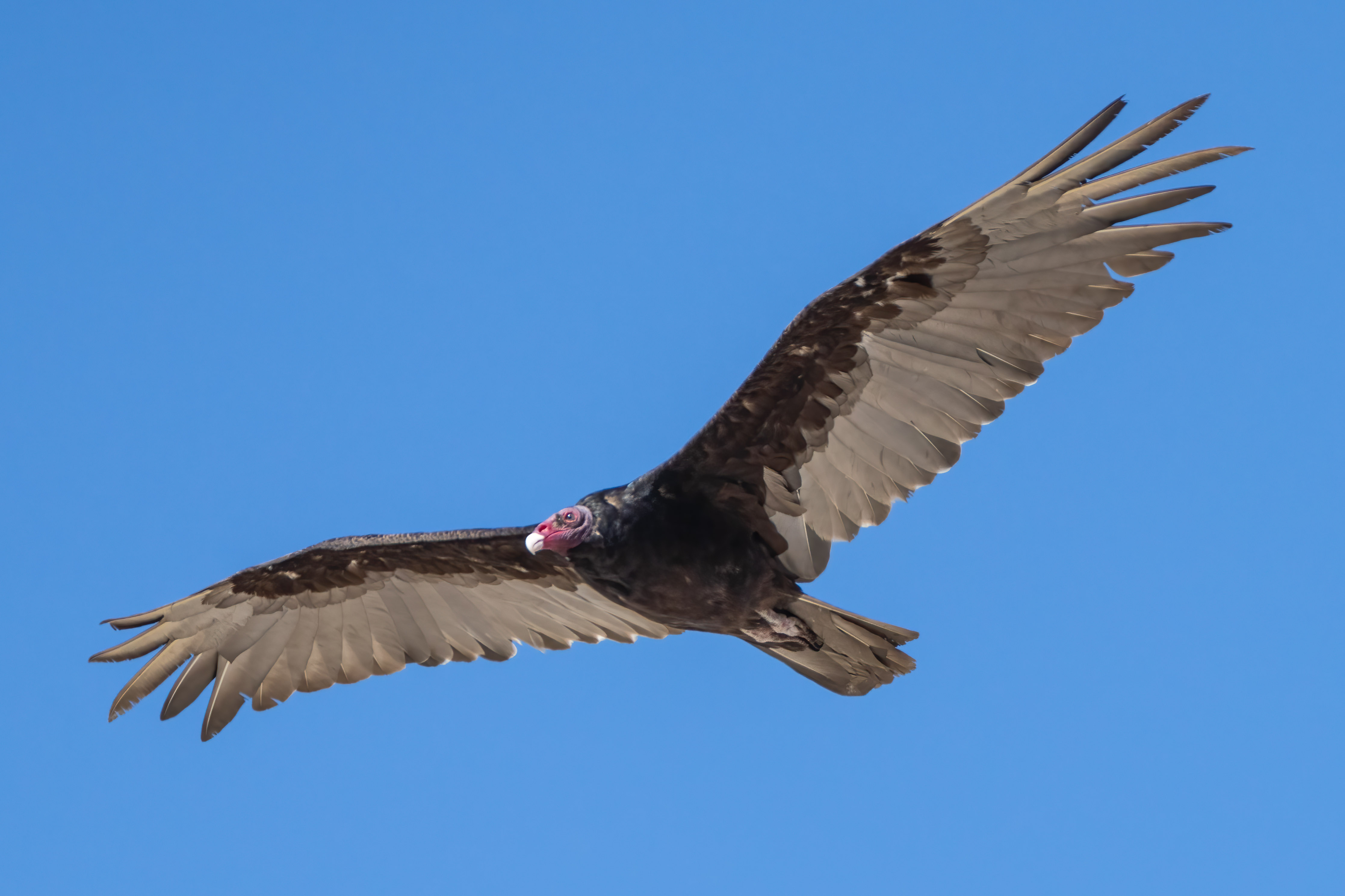New World Vultures – Wildlife & Astronomy Collection